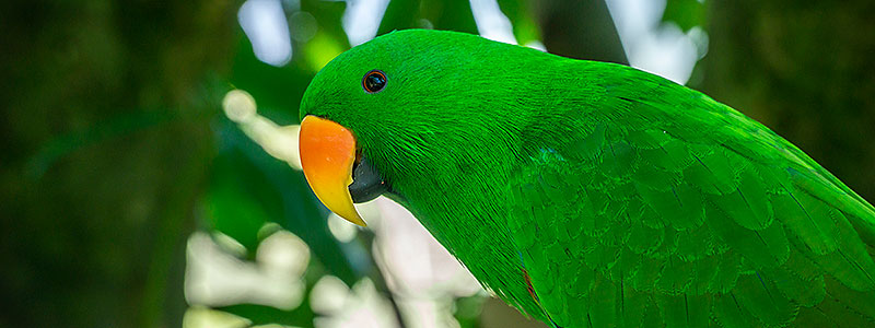Birdworld Kuranda - Natural Habitat Over 350 Birds - Open 10am - 4pm